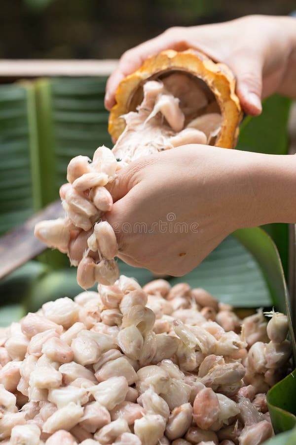Fresh Cocoa Beans in the Hand of a Farmer Stock Photo - Image of plant ...