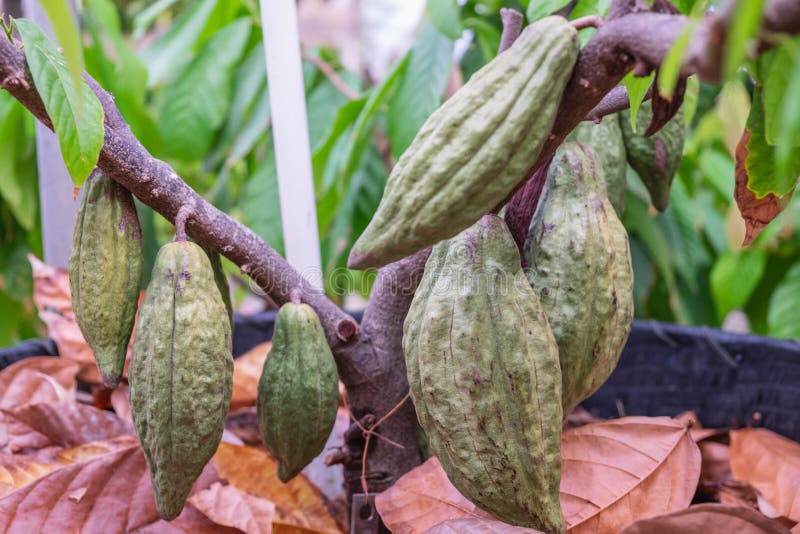 Cacao Tree with Cacao Pods in a Organic Farm Stock Image - Image of ...