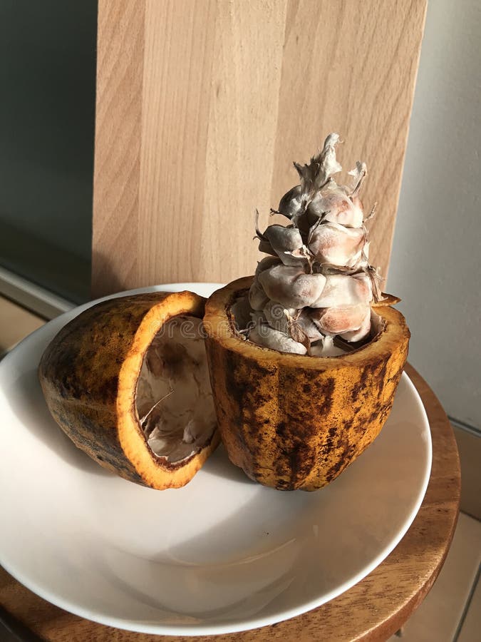 Fresh Cocoa Fruit Cut in Half. Stock Image - Image of vibrant, cacao ...