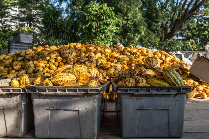 Fresh Cocoa Fruit in Cocoa Factory Stock Image - Image of autumn ...