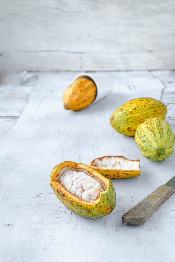 Fresh cocoa pods in hand stock photo. Image of beans - 242938960