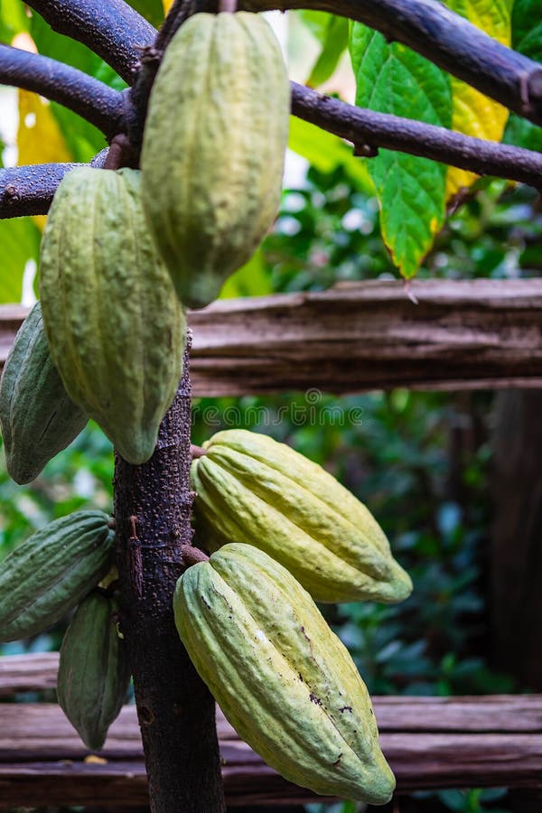 Fresh Cocoa Fruit from Cocoa Trees Stock Photo - Image of closeup ...