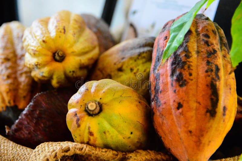 Fresh Cocoa Fruit on Cocoa Trees Stock Image - Image of agriculture ...