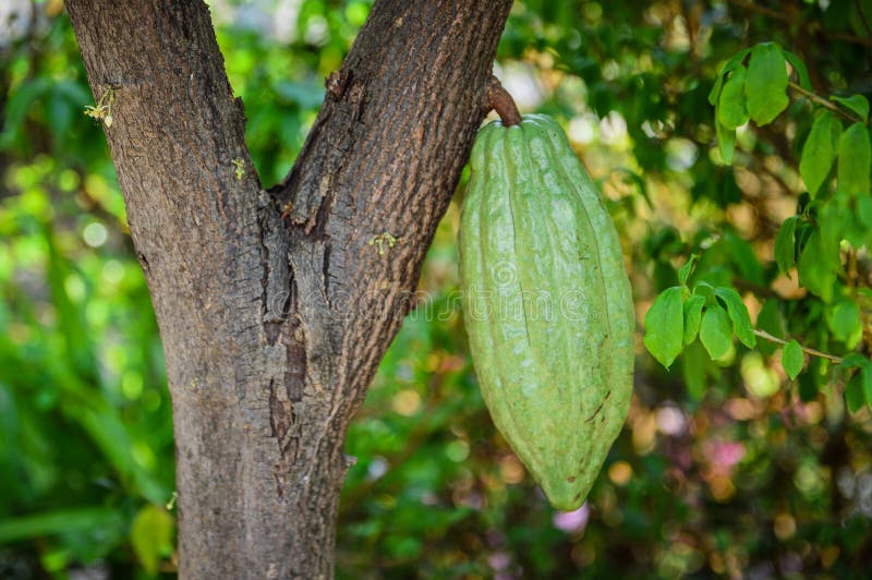 Fresh Cocoa Fruit on Cocoa Trees Stock Photo - Image of adult ...