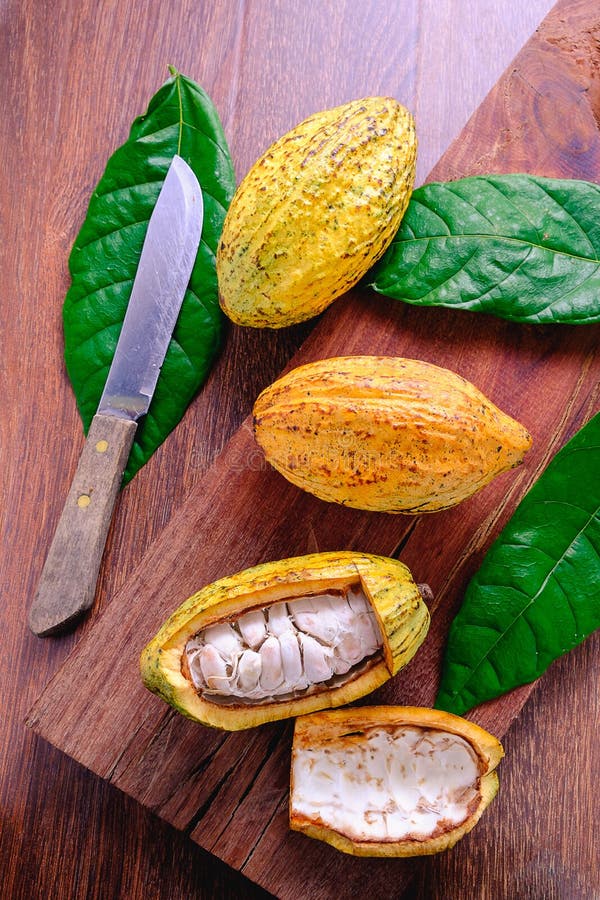 Fresh cocoa pods in hand stock photo. Image of beans - 242938960