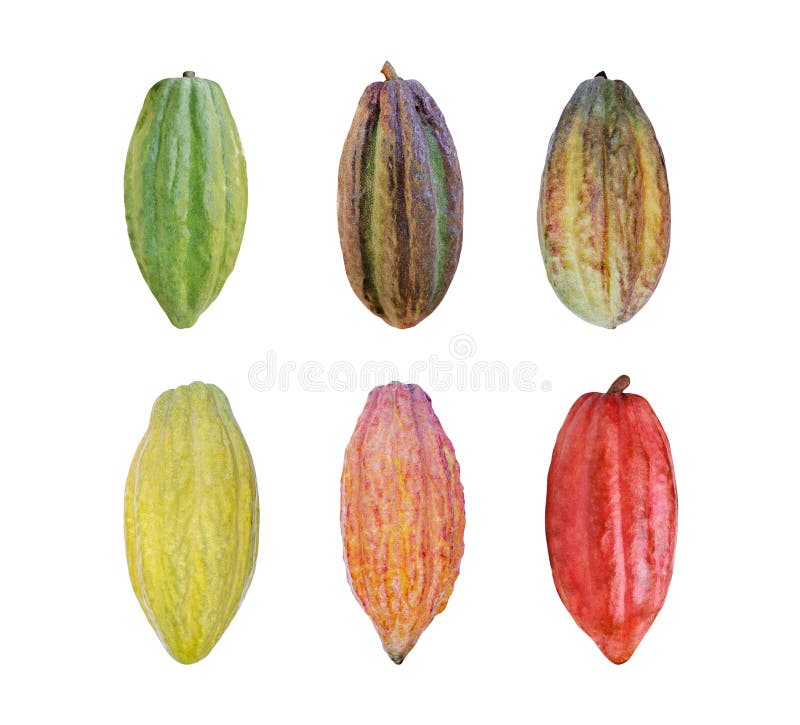 Fresh Cocoa Fruits Isolated on White Background Stock Image - Image of ...