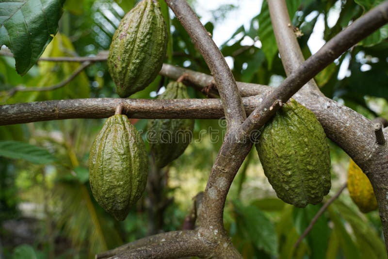 A Fresh Cocoa Pods on a Cocoa Tree in the Orchard. Dry Cocoa Beans are ...