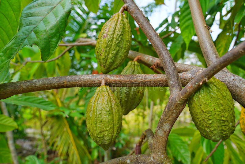 A Fresh Cocoa Pods on a Cocoa Tree in the Orchard. Dry Cocoa Beans are ...