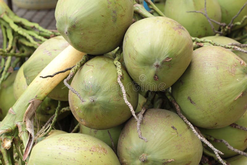 Coconut Bunch Stock Photos - Download 4,061 Royalty Free Photos