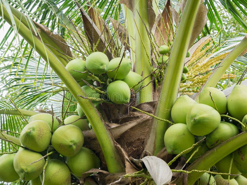 Fresh Coconut cluster stock photo. Image of group, agriculture - 104835700
