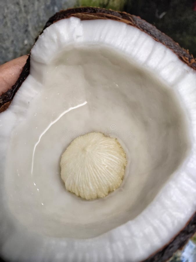 Fresh Coconut Fruit with Buds Stock Photo - Image of fruit, coco: 267496502