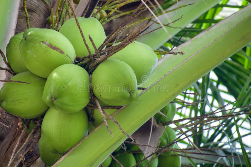 Fresh Coconut Hanging on Tree, Young Coconut Fruits on Tree Stock Image ...