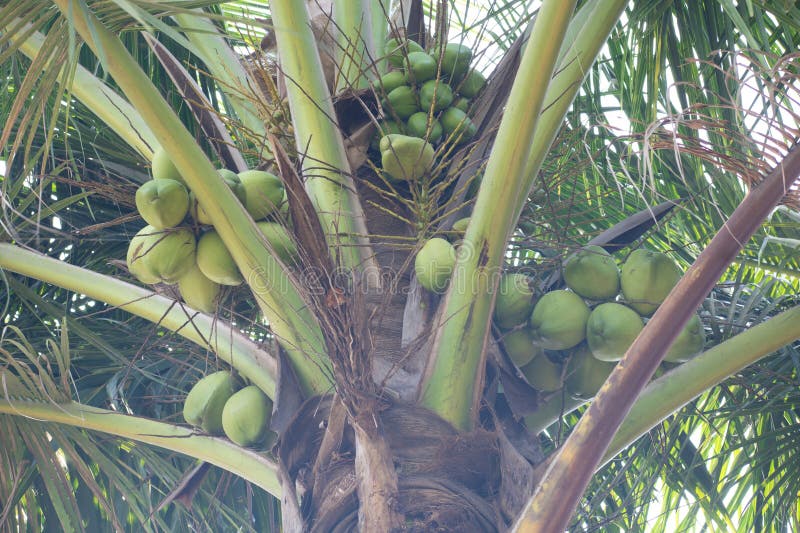 Fresh Coconut Hanging on Tree, Young Coconut Fruits on Tree Stock Image ...