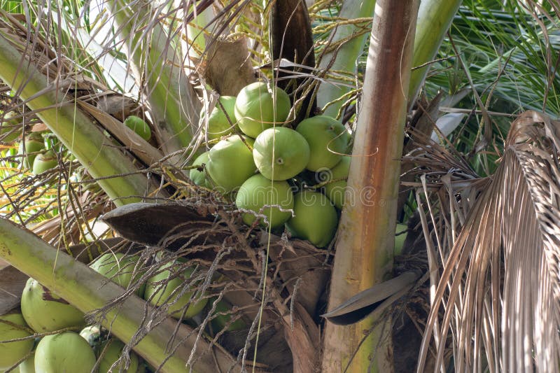 Fresh Coconut Hanging on Tree, Young Coconut Fruits on Tree Stock Image ...