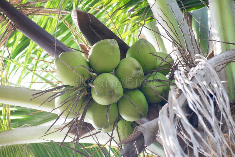 Fresh Coconut Hanging on Tree, Young Coconut Fruits on Tree Stock Photo ...