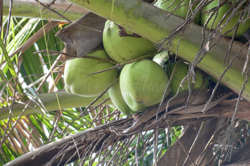 Fresh Coconut Hanging on Tree, Young Coconut Fruits on Tree Stock Image ...