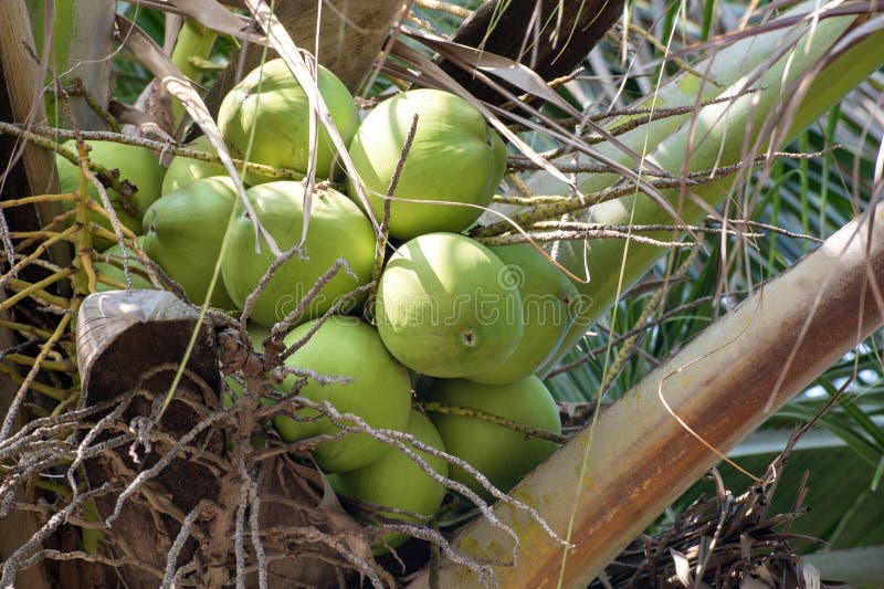 Fresh Coconut Hanging on Tree, Young Coconut Fruits on Tree Stock Image ...