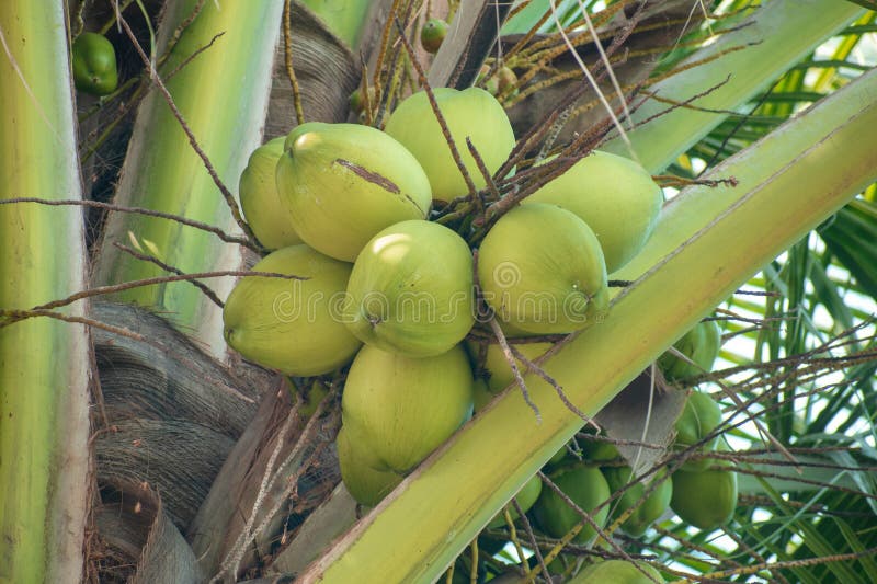 Fresh Coconut Hanging on Tree, Young Coconut Fruits on Tree Stock Photo ...