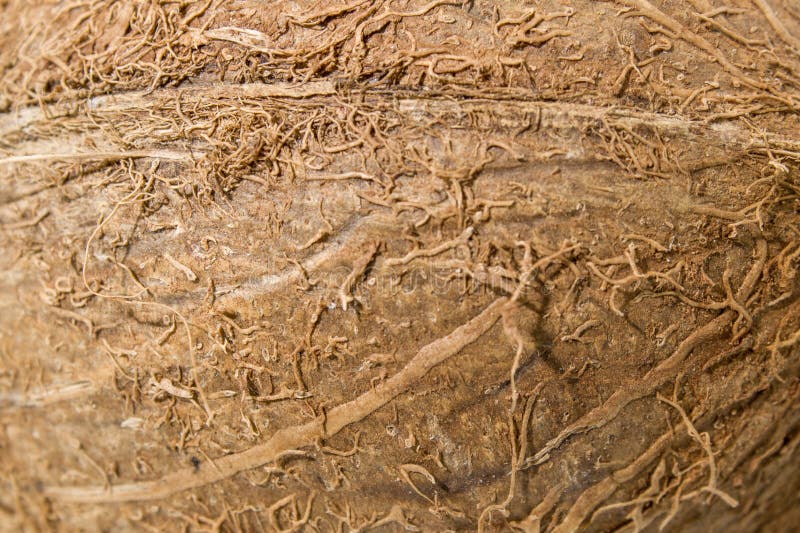 Fresh Coconut Shell in a Background Composition Stock Image - Image of ...