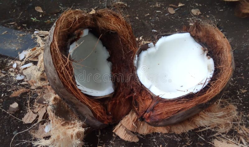 Coconut Split in Half stock image. Image of ripe, exotic - 17927381