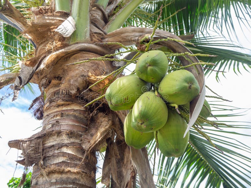 Fresh Coconut on the Coconut Tree. Stock Image - Image of bunch, green ...