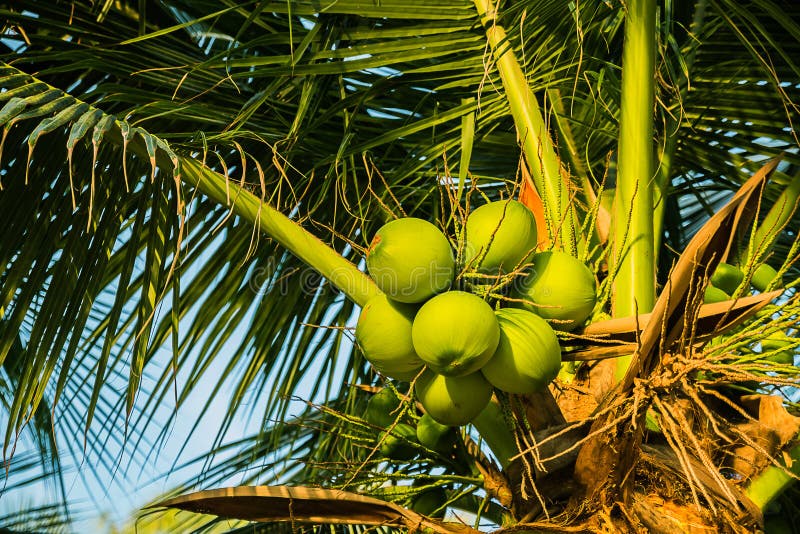 Fresh coconut on the tree stock image. Image of seed - 206985273