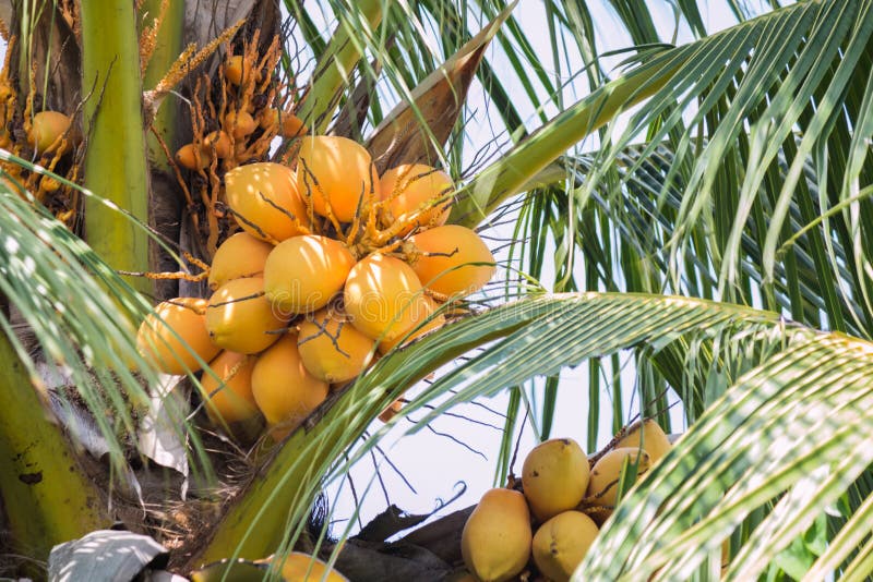 Fresh coconut stock image. Image of agriculture, bentre - 60004357