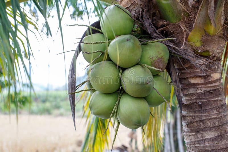 Fresh Coconut on the Tree, Coconut Cluster on Coconut Tree Stock Image ...