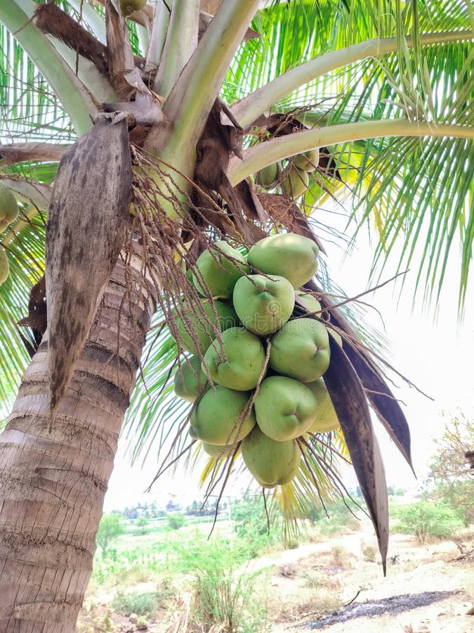 Fresh Coconut on the Tree, Coconut Cluster on Coconut Tree Stock Image ...
