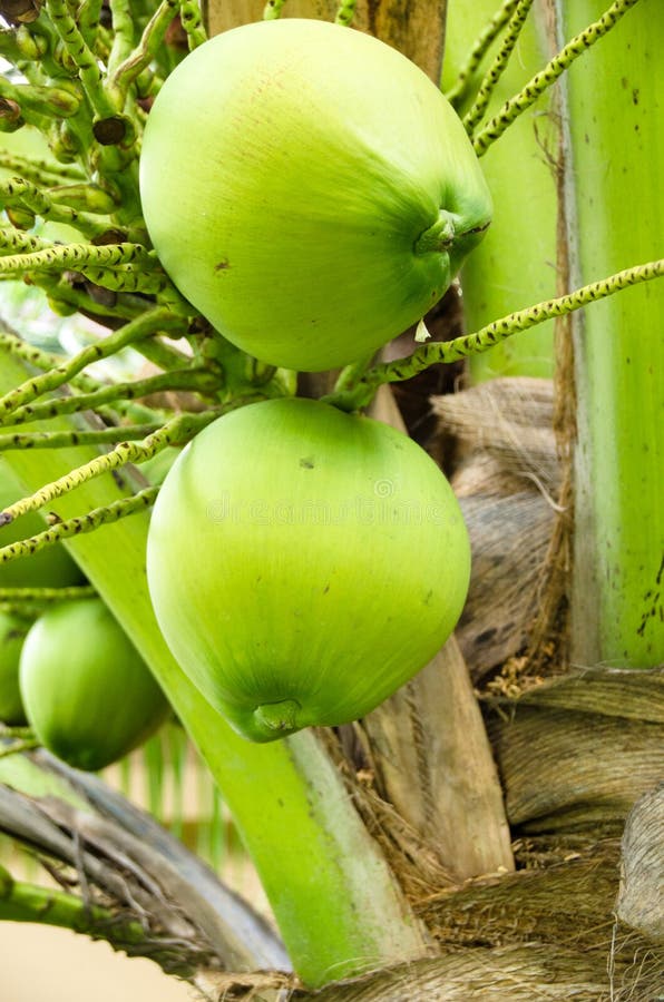 Fresh Coconut on the Tree, Coconut Cluster on Coconut Tree, Thailand ...