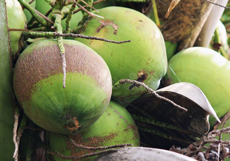 Fresh coconut on the tree stock image. Image of exotic - 39800221