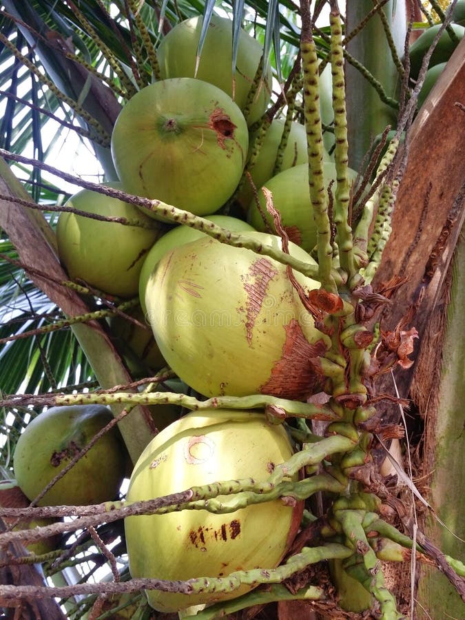 Fresh Coconut on the Tropical Palm Tree. Stock Image - Image of dish ...