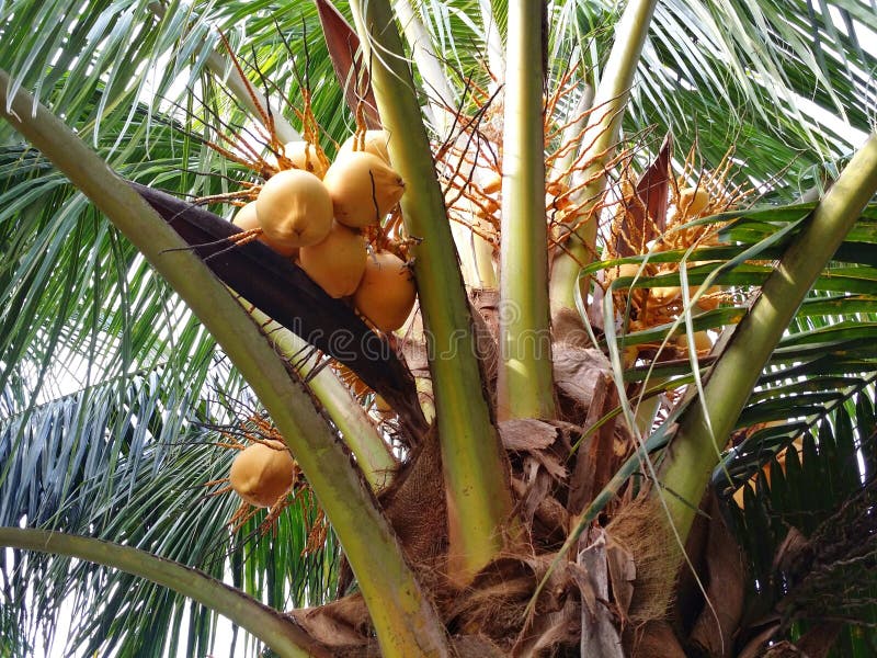 Fresh Coconut on the Tropical Palm Tree. Stock Image - Image of ...