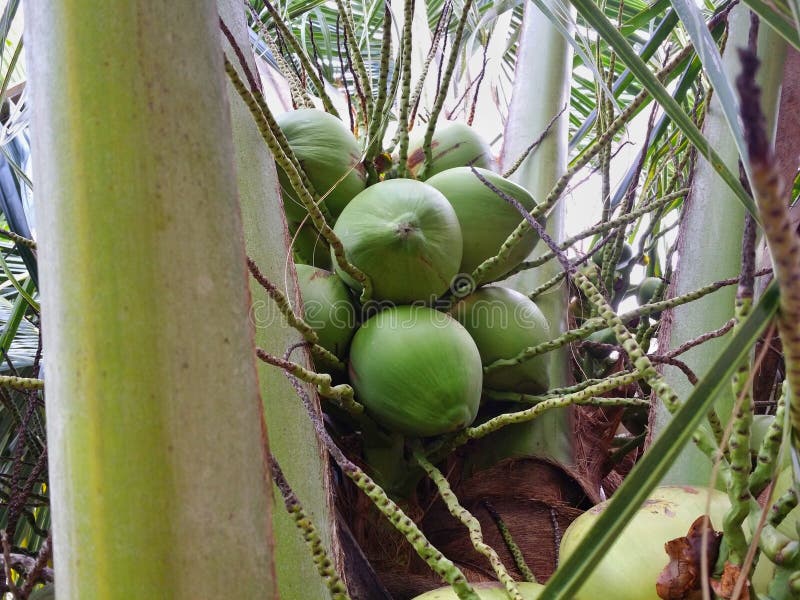 Fresh Coconut on the Tropical Palm Tree. Stock Photo - Image of exotic ...