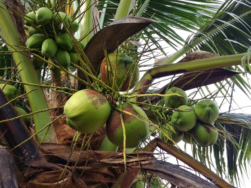 Fresh Coconut on the Tropical Palm Tree. Stock Image - Image of plant ...