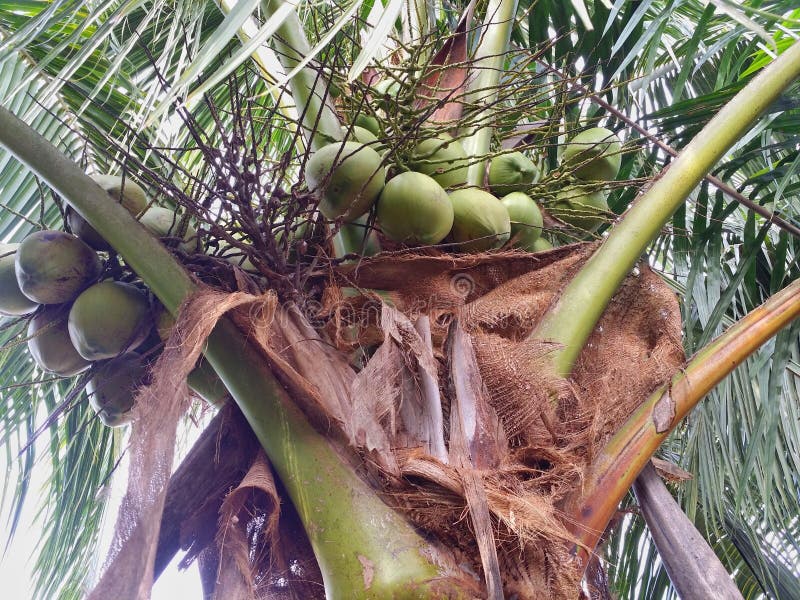 Fresh Coconut on the Tropical Palm Tree. Stock Image - Image of milk ...