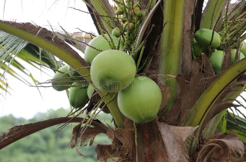 Fresh Coconut Young Coconut Delicious Fresh Fruit Stock Image - Image ...