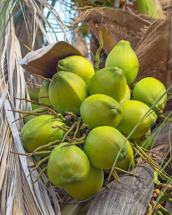 A Fresh Coconuts in the Branches of a Coconut Tree Stock Image - Image ...