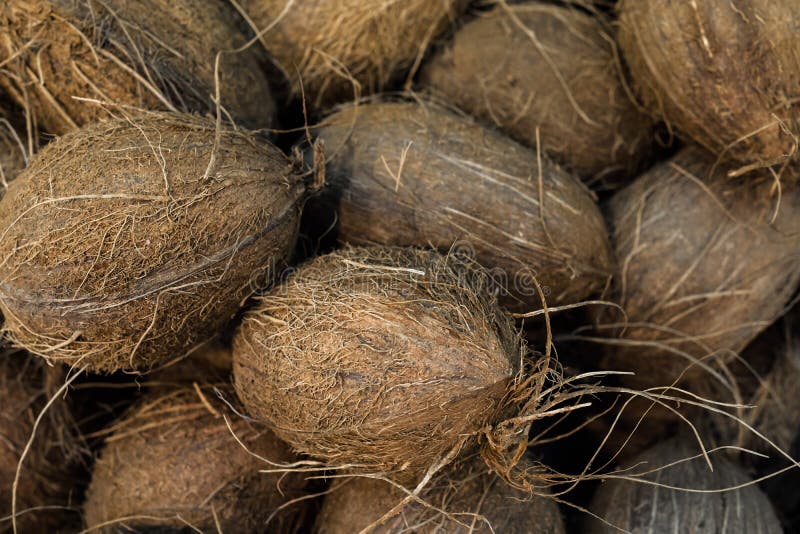 Fresh Coconuts on the Counter of the Store. Stock Photo - Image of ...