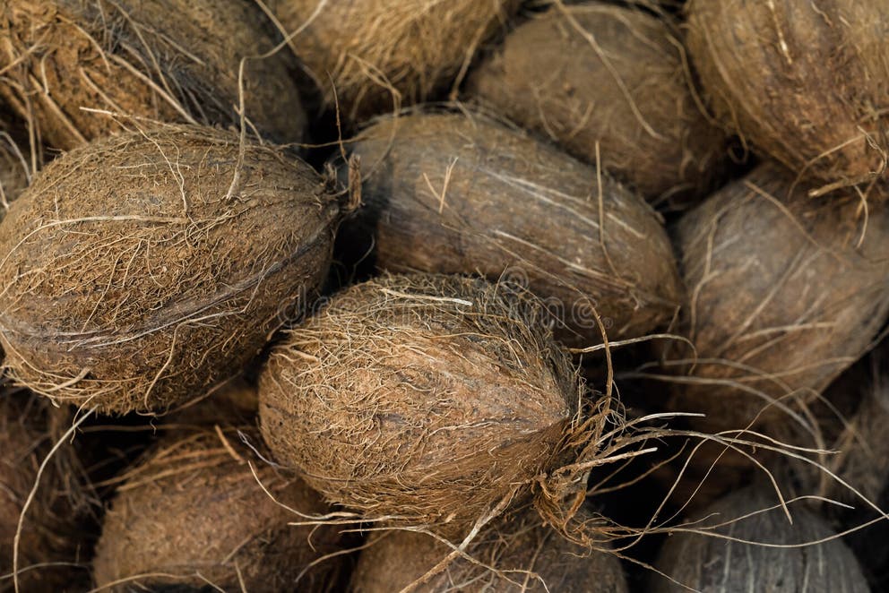 Fresh Coconuts on the Counter of the Store. Stock Photo - Image of ...