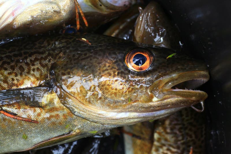 Fresh cod caught stock photo. Image of catch, caught - 69398082