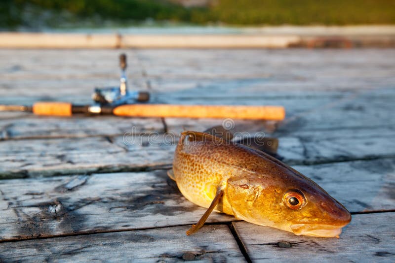 Fresh Cod Fish stock image. Image of catch, fishing, sundown - 11574783