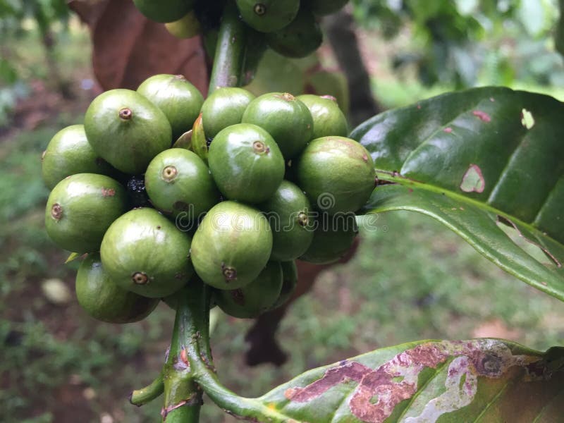 Fresh coffe on the tree stock image. Image of plant - 204446075