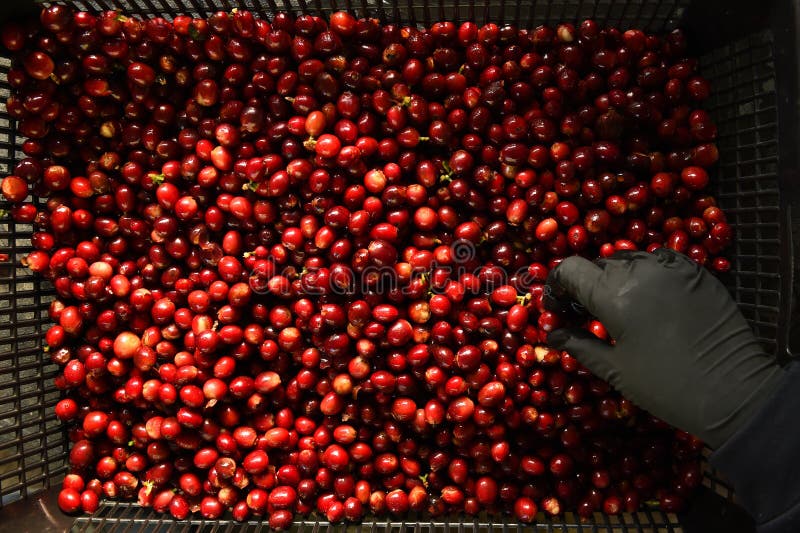 Fresh Coffee Bean in Basket Stock Photo - Image of farming, fruit ...