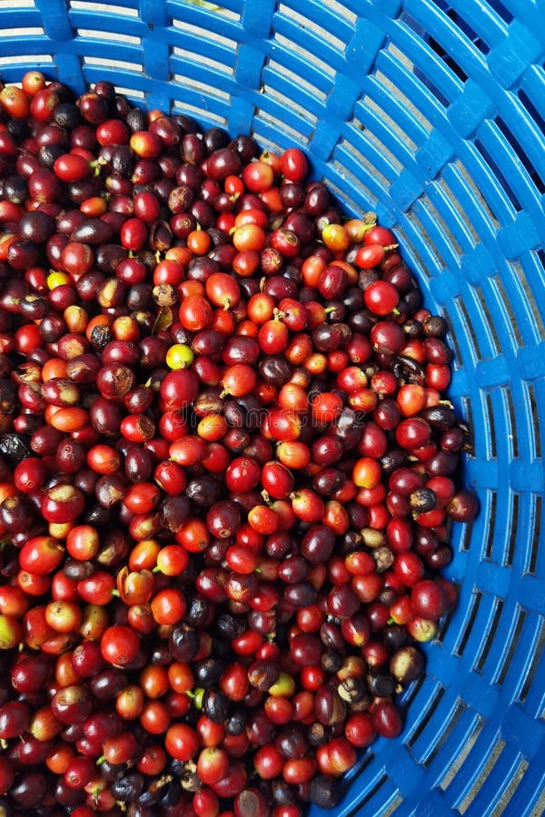 Fresh Coffee Bean in Basket Stock Photo - Image of fruit, caffeine ...