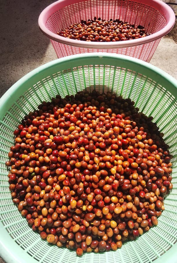 Fresh Coffee Bean in Basket Stock Image - Image of roast, beverage: 380819875