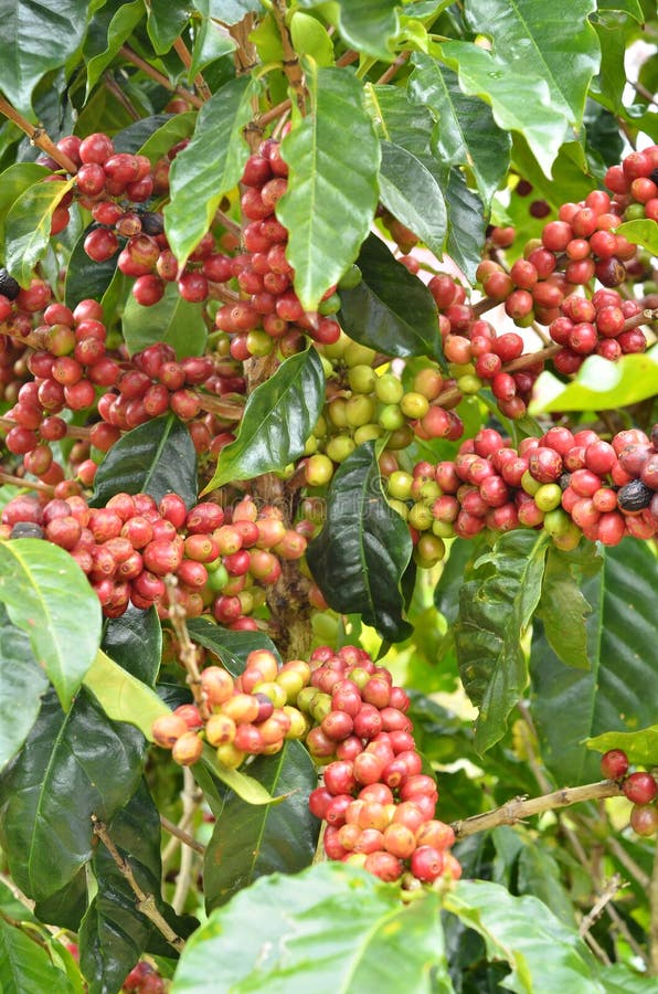 Fresh coffee bean on tree stock photo. Image of thailand - 36932592