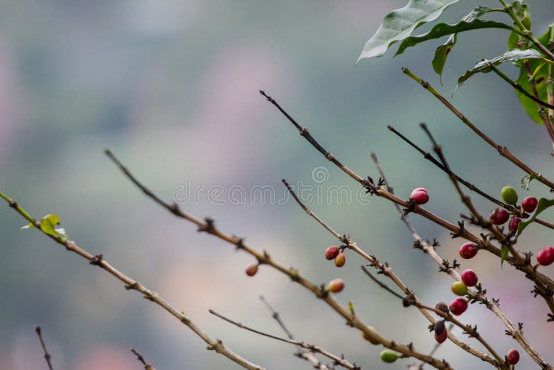 Coffee Beans on the Coffee Tree with Forest As the Background Stock ...