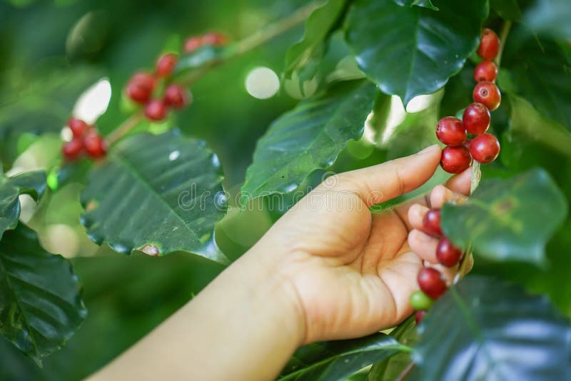 Fresh coffee beans on tree stock image. Image of coffee - 85557281