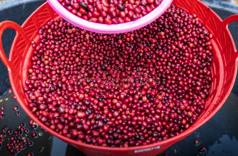 Fresh Coffee Beans Washing Wet Process.natural Stock Image - Image of ...